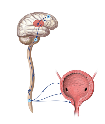 bladder_brain_shutterstock_104997095 - New York Vasectomy Center